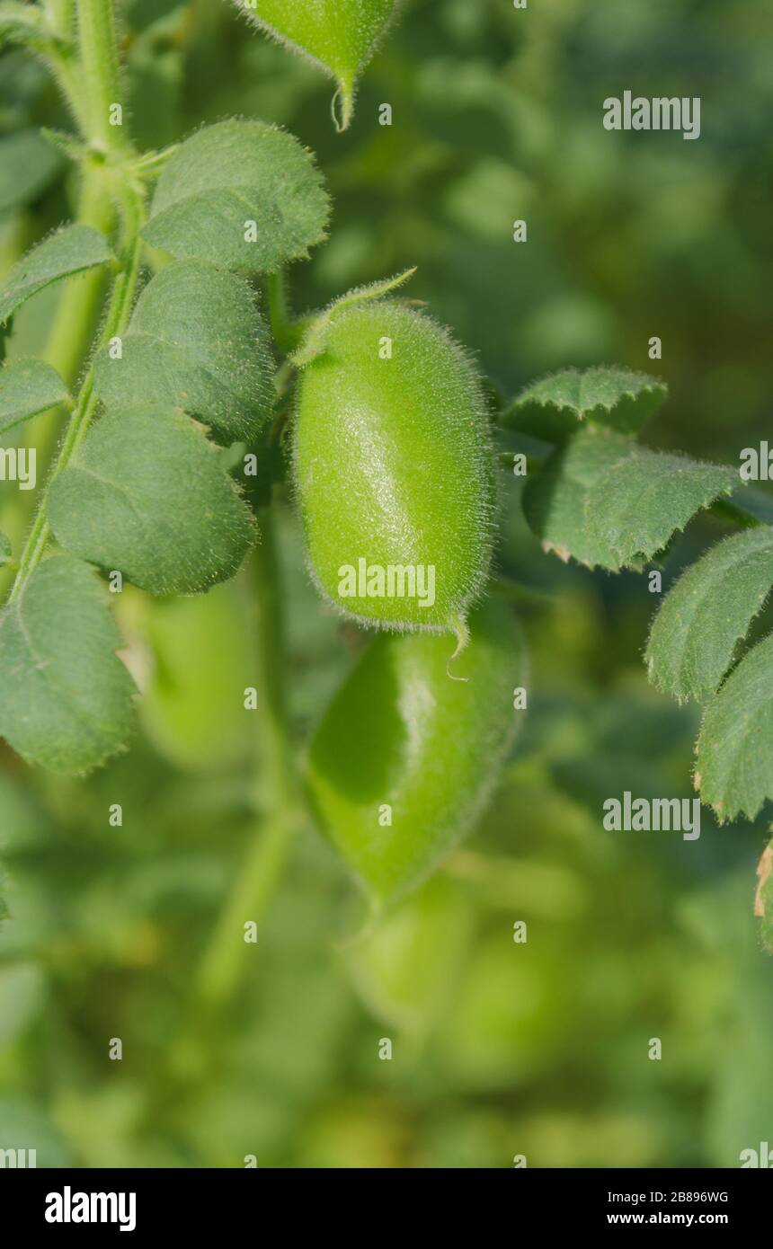 Macro photo of a lentil in a field. Lentil growing in garden. Close up ...