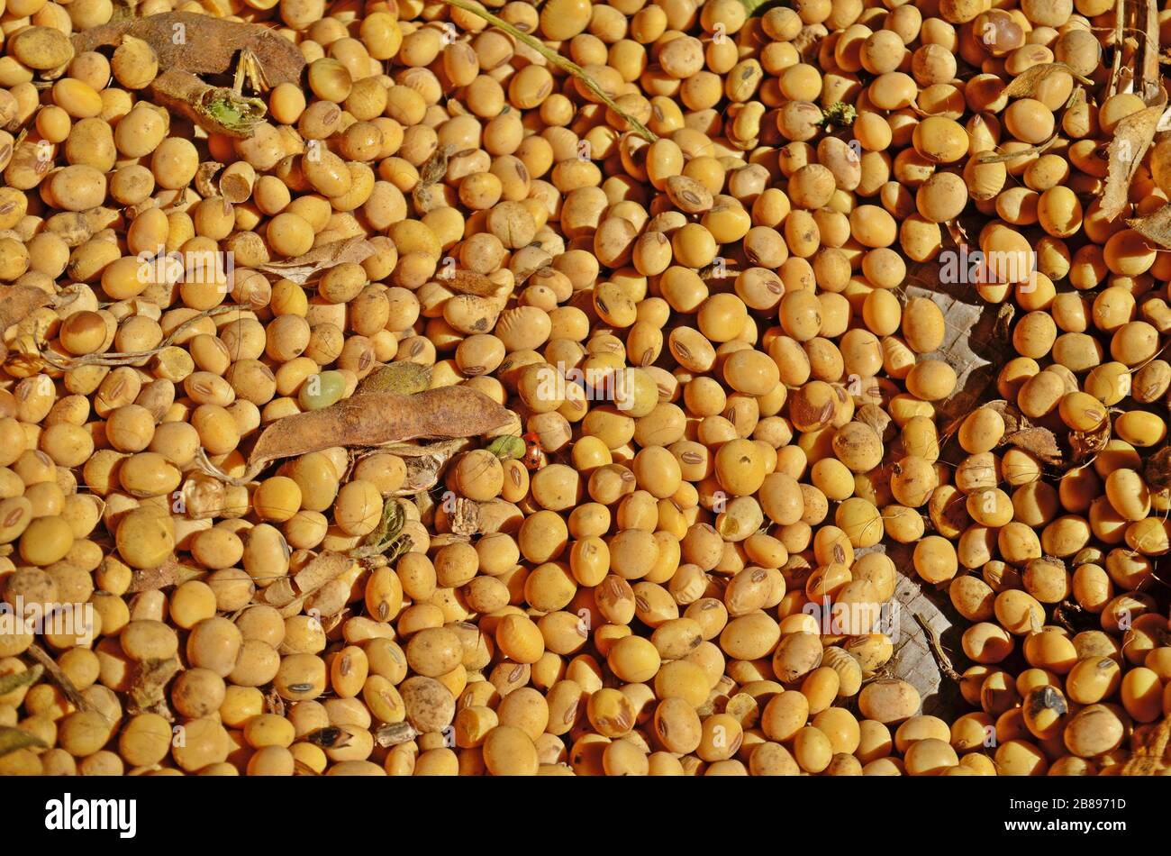 The drying process soybeans. Macro shot of soybeans fills the frame ...