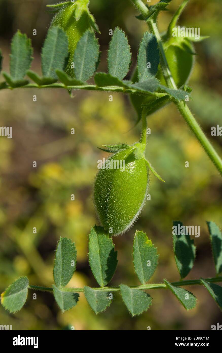 Lentil plant growing. Lens culinaris Stock Photo - Alamy