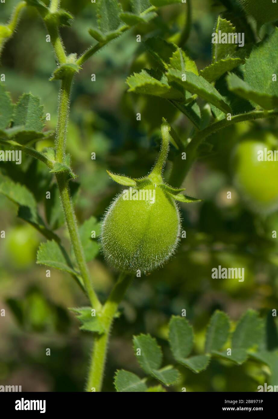 Lentil Plant High Resolution Stock Photography and Images - Alamy