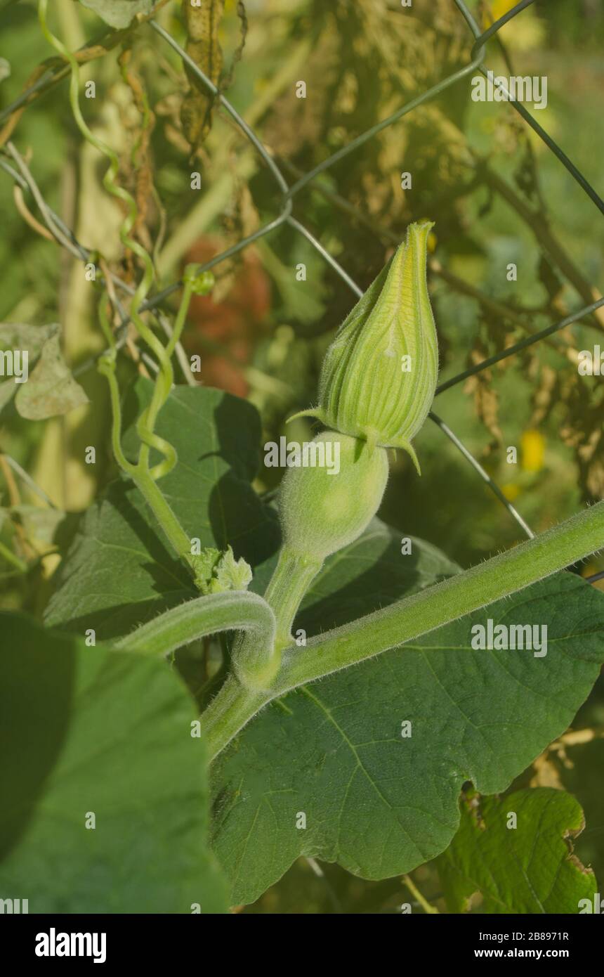 Cucurbita ficifolia. Asian pumpkin. Fig leaf gourd. Cucurbita pumpkin ...