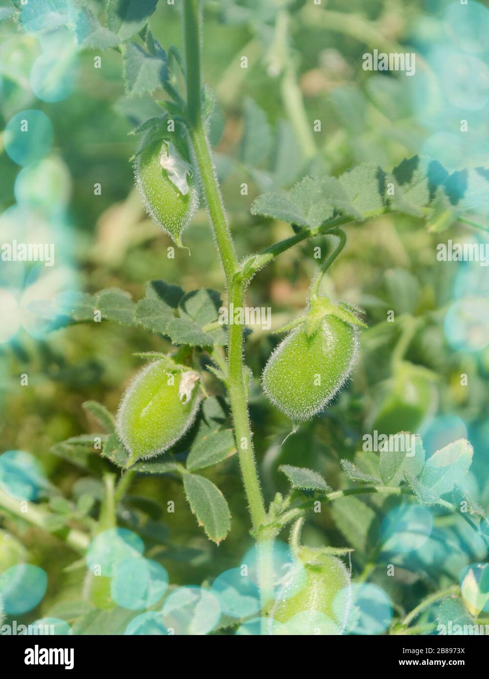 Chickpea plant hi-res stock photography and images - Alamy