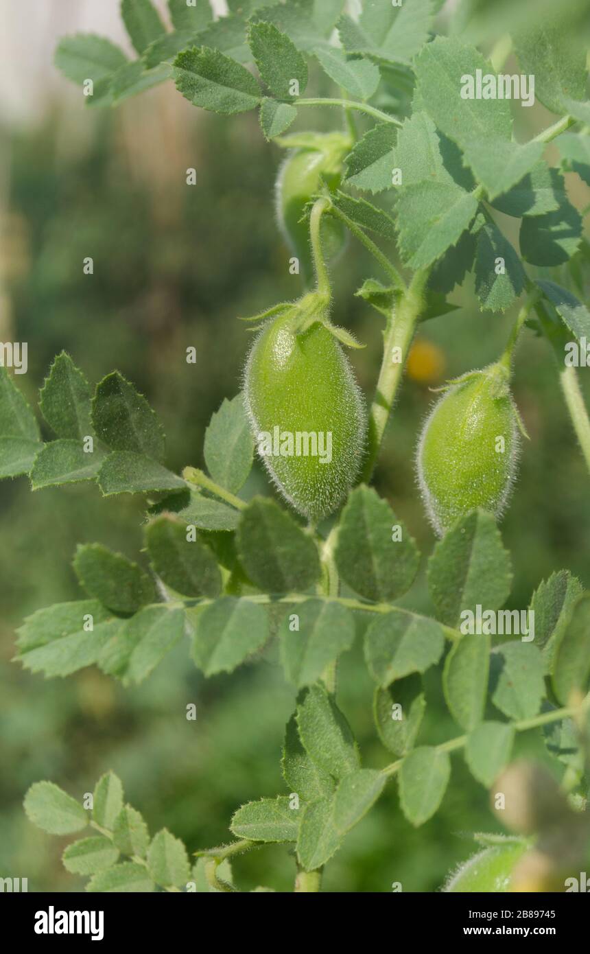 Lentil plant growing close up. Lentil field and lentil plant. Lentil ...