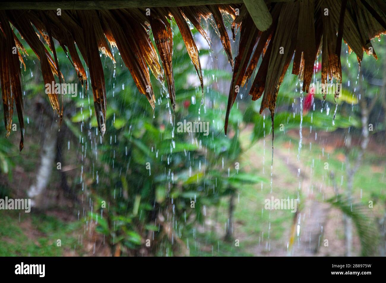 Amazon rain forest downpour Stock Photo - Alamy