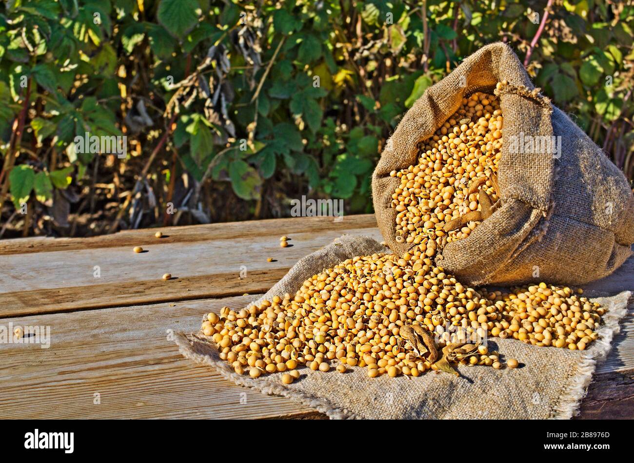 Soybean field empty hi-res stock photography and images - Alamy
