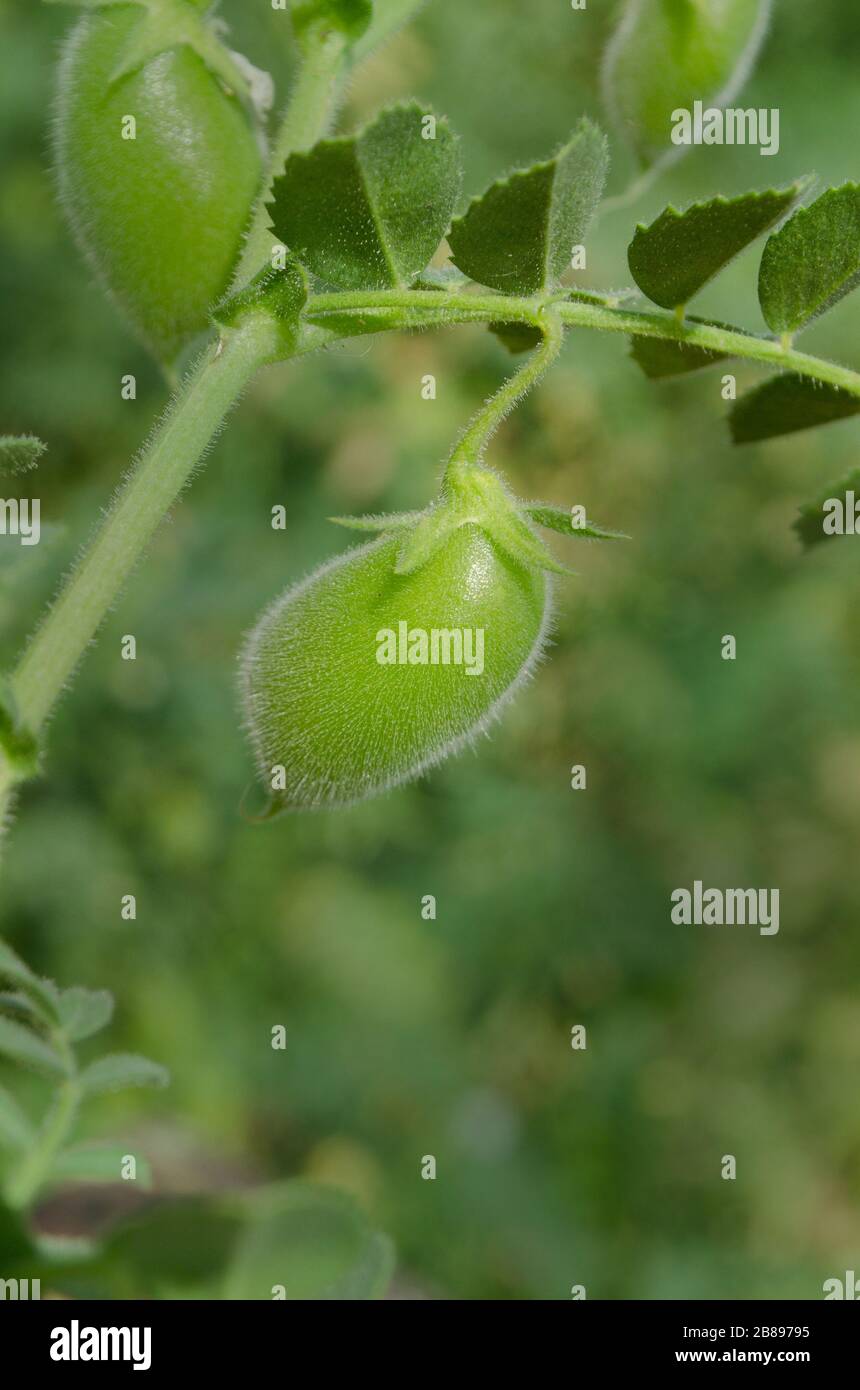 Lentil growing hi-res stock photography and images - Alamy