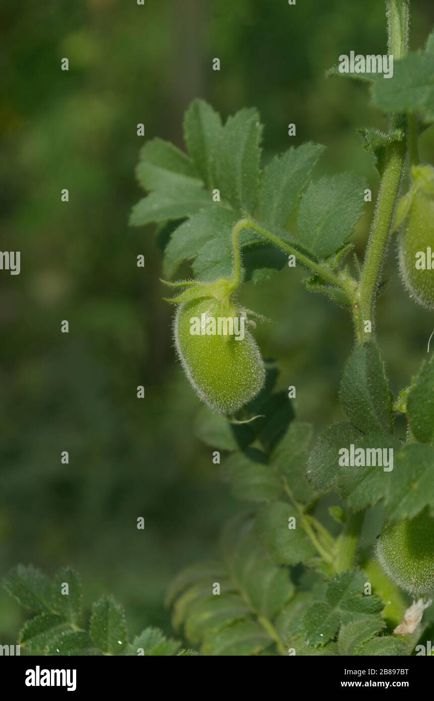 Chickpea or chick pea with plant. Cicer arietinum on the branch plant ...