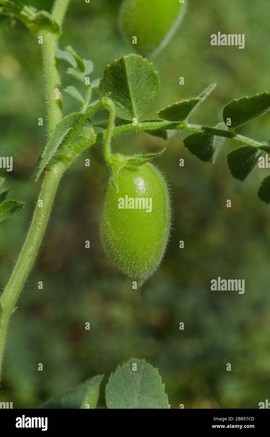 Lentil plant growing close up. Lentil field and lentil plant. Lentil ...