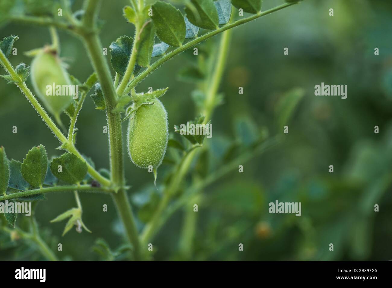 Chickpea or chick pea with plant. Cicer arietinum on the branch plant ...