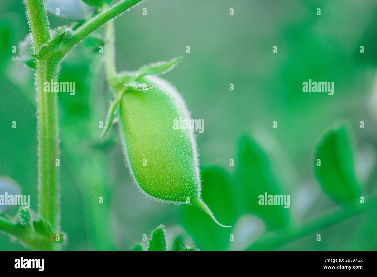 Empty seed pod hi-res stock photography and images - Alamy