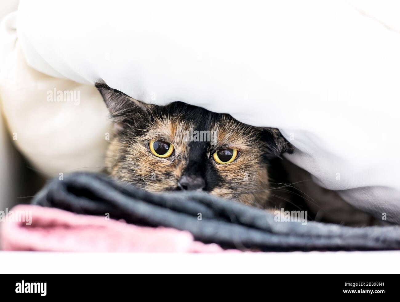 Cat with dilated pupils hi-res stock photography and images - Alamy