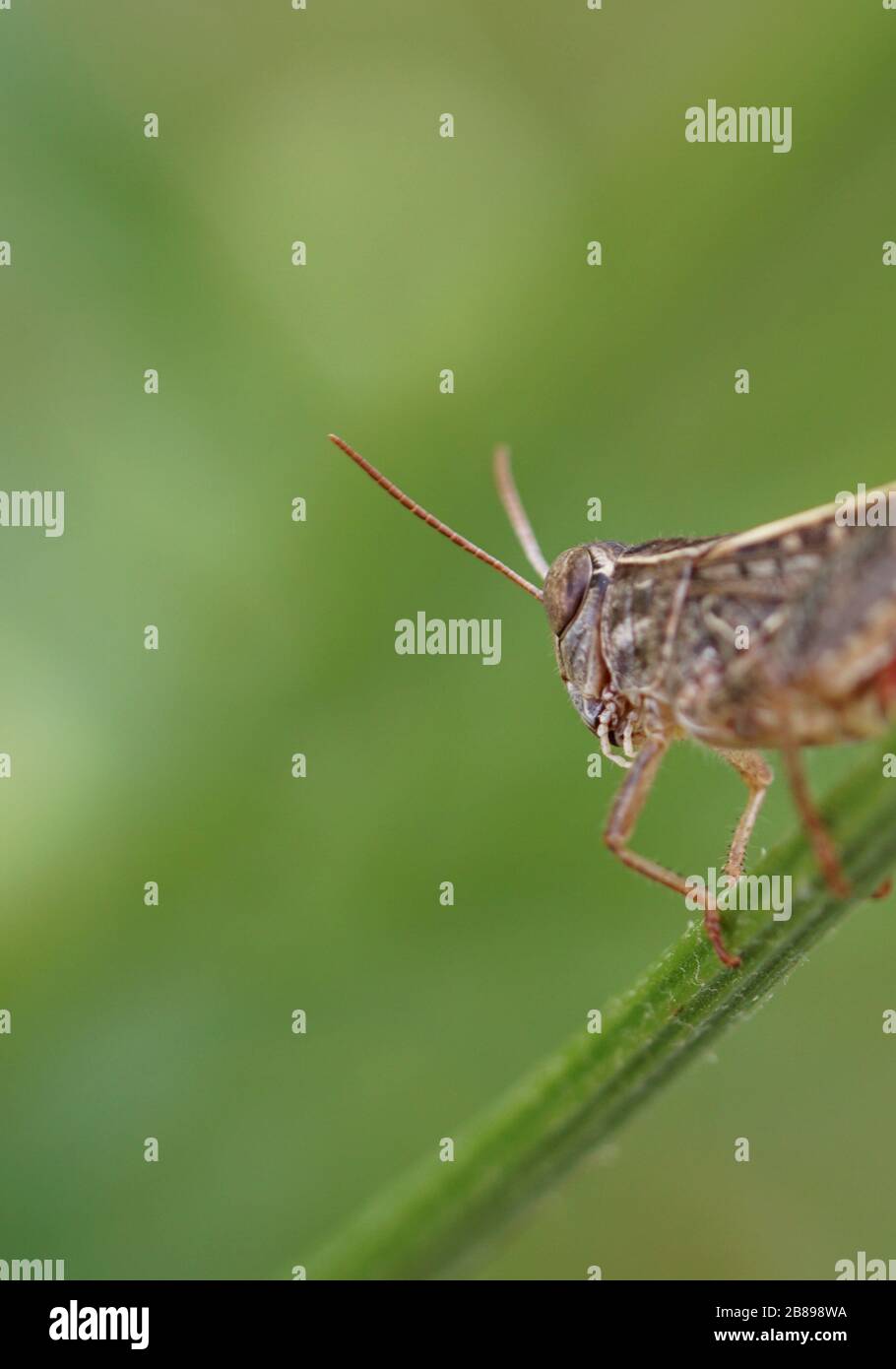 Close up grasshopper in hi-res stock photography and images - Alamy