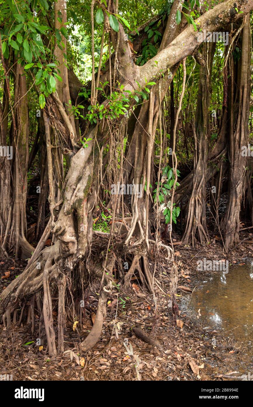 Swamp roots hi-res stock photography and images - Alamy