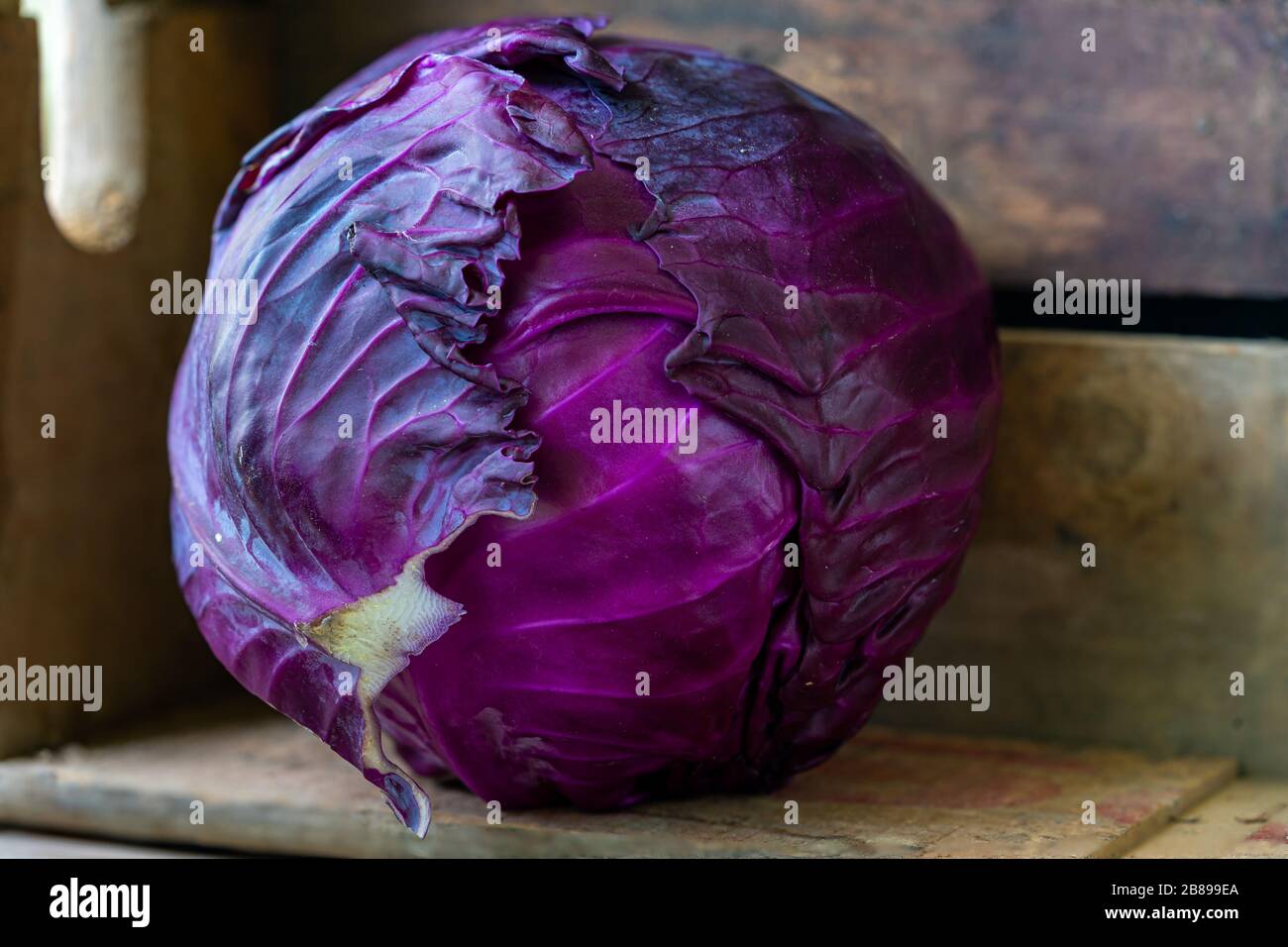 Red cabbage, isolated Stock Photo - Alamy