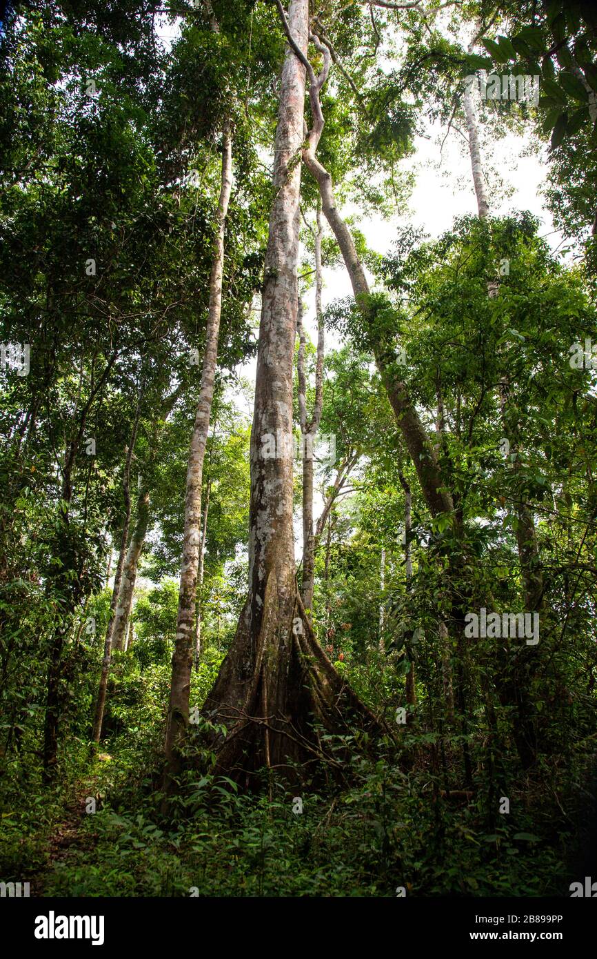 Equatorial Rain Forest High Resolution Stock Photography and Images - Alamy