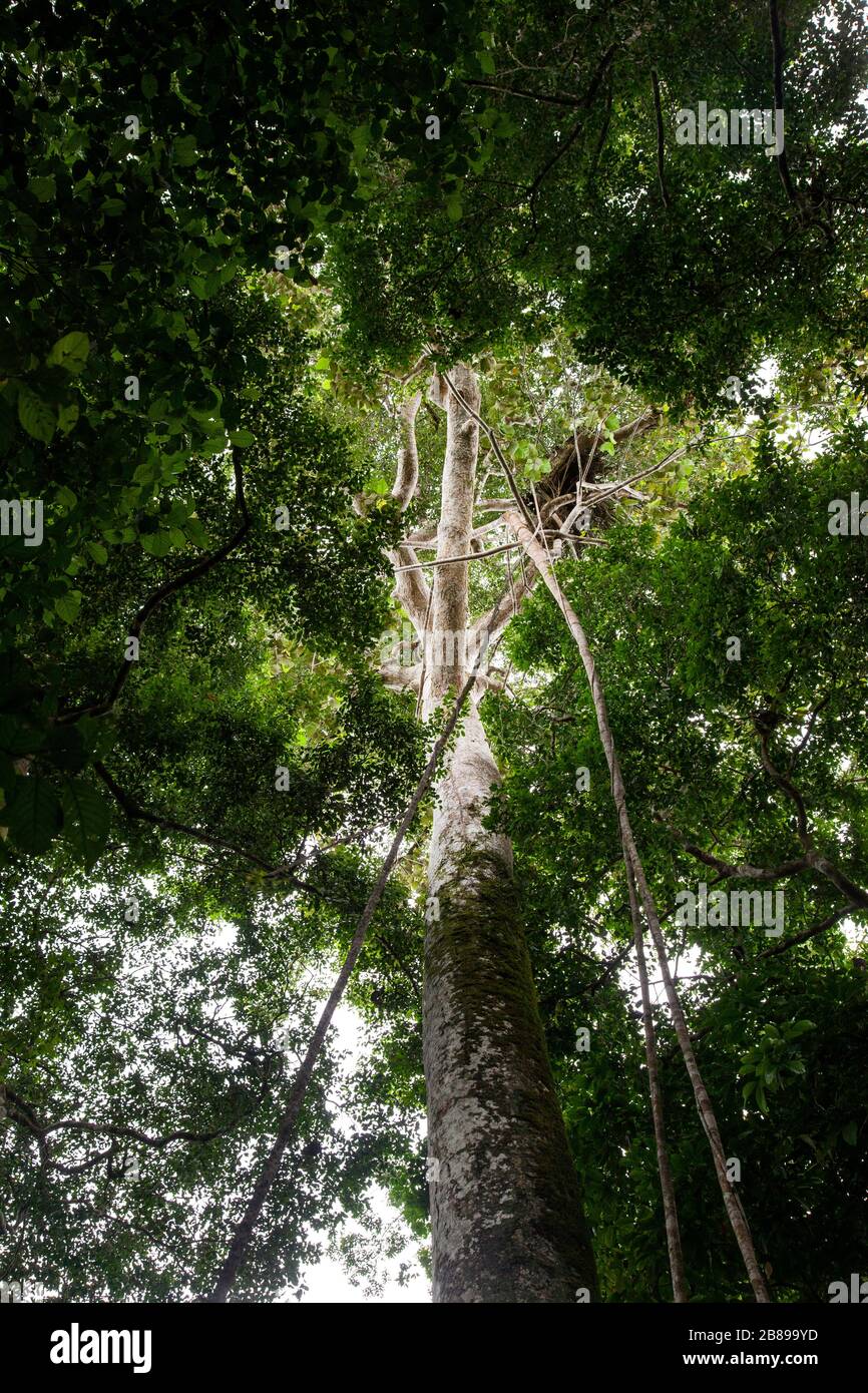 Rainforest tree canopy south america hi-res stock photography and ...