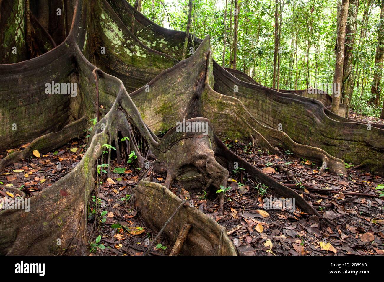 Enormous buttress roots of a giant Oje tree in the Amazon Rain Forest ...