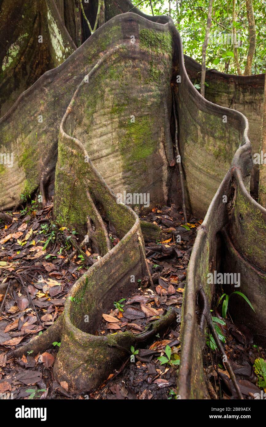 Enormous buttress roots of a giant Oje tree in the Amazon Rain Forest ...