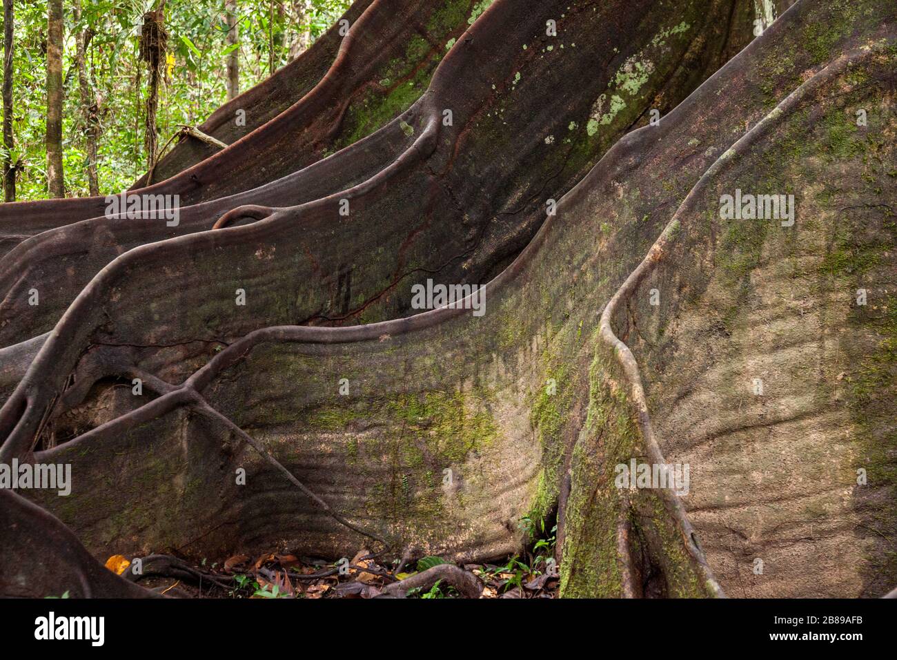 Enormous buttress roots of a giant Oje tree in the Amazon Rain Forest ...
