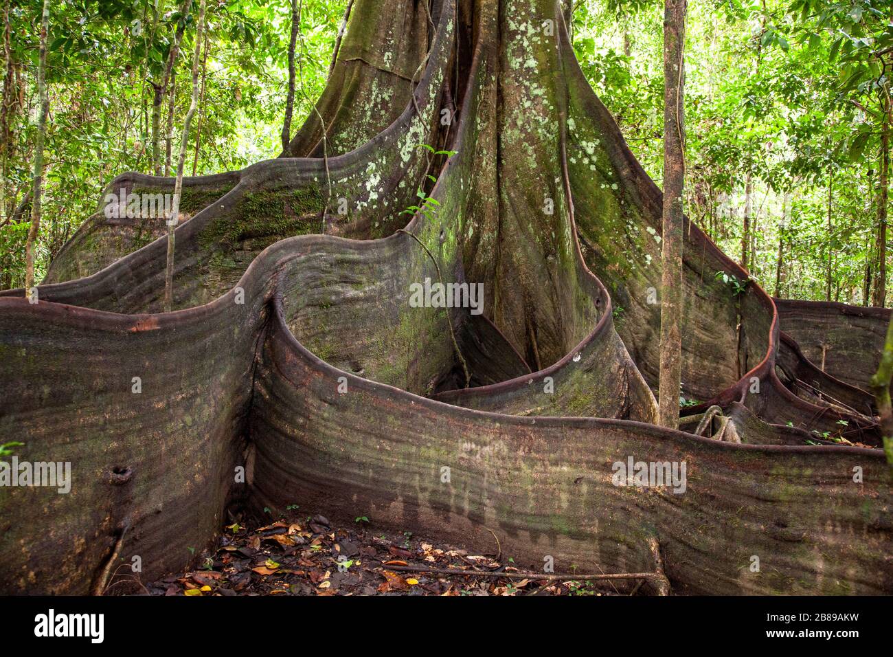 Enormous buttress roots of a giant Oje tree in the Amazon Rain Forest ...