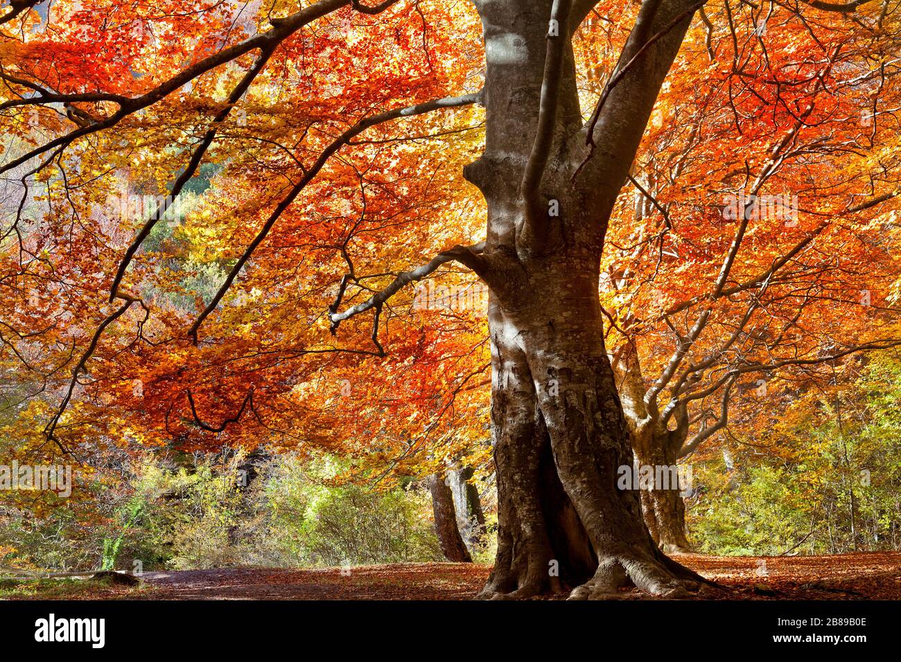 European beech tree forest hi-res stock photography and images - Alamy