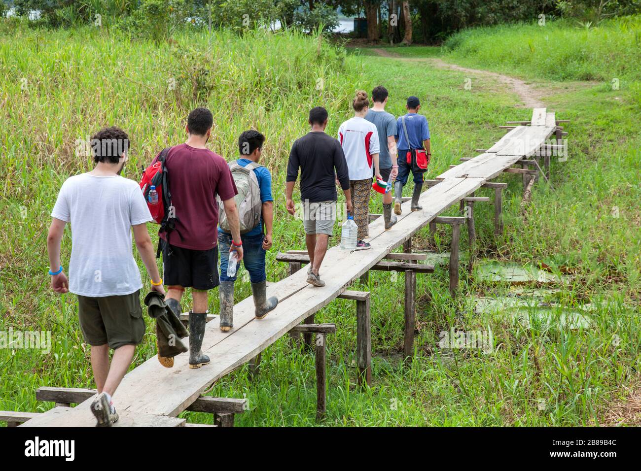 Tourists crossing an Amazon boardwalk over marsh land. Peru, South ...