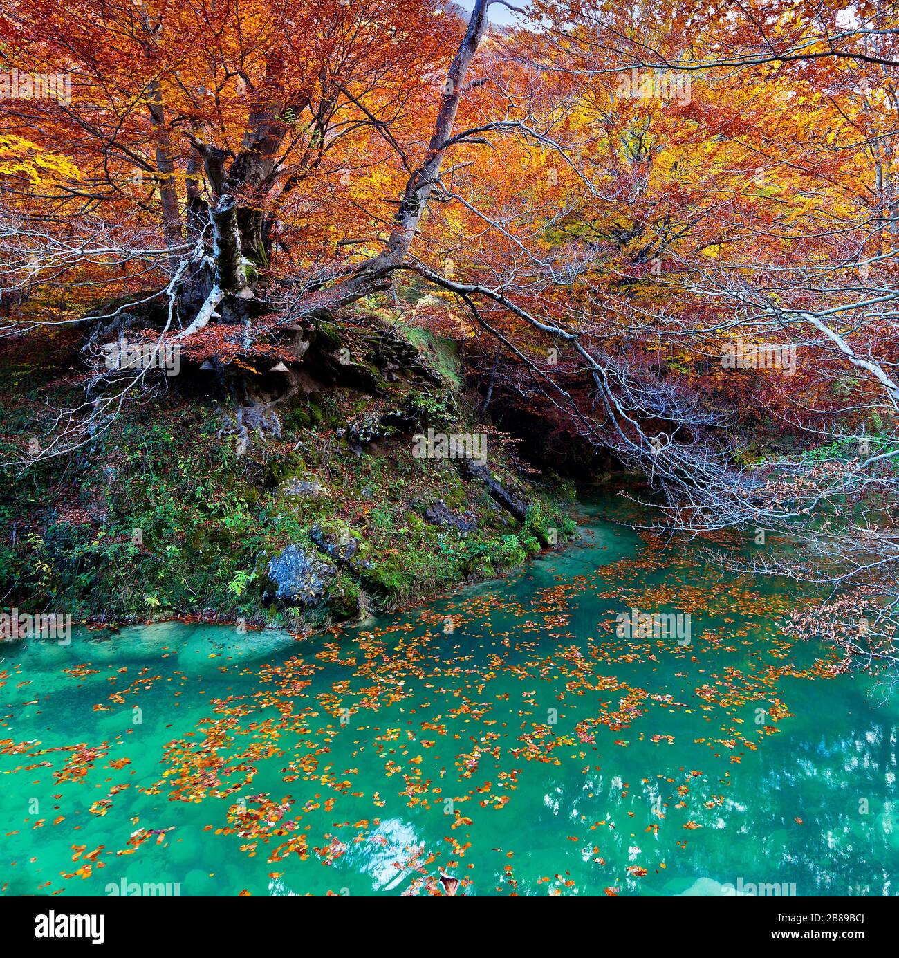 Beech forest spain autumn hi-res stock photography and images - Alamy