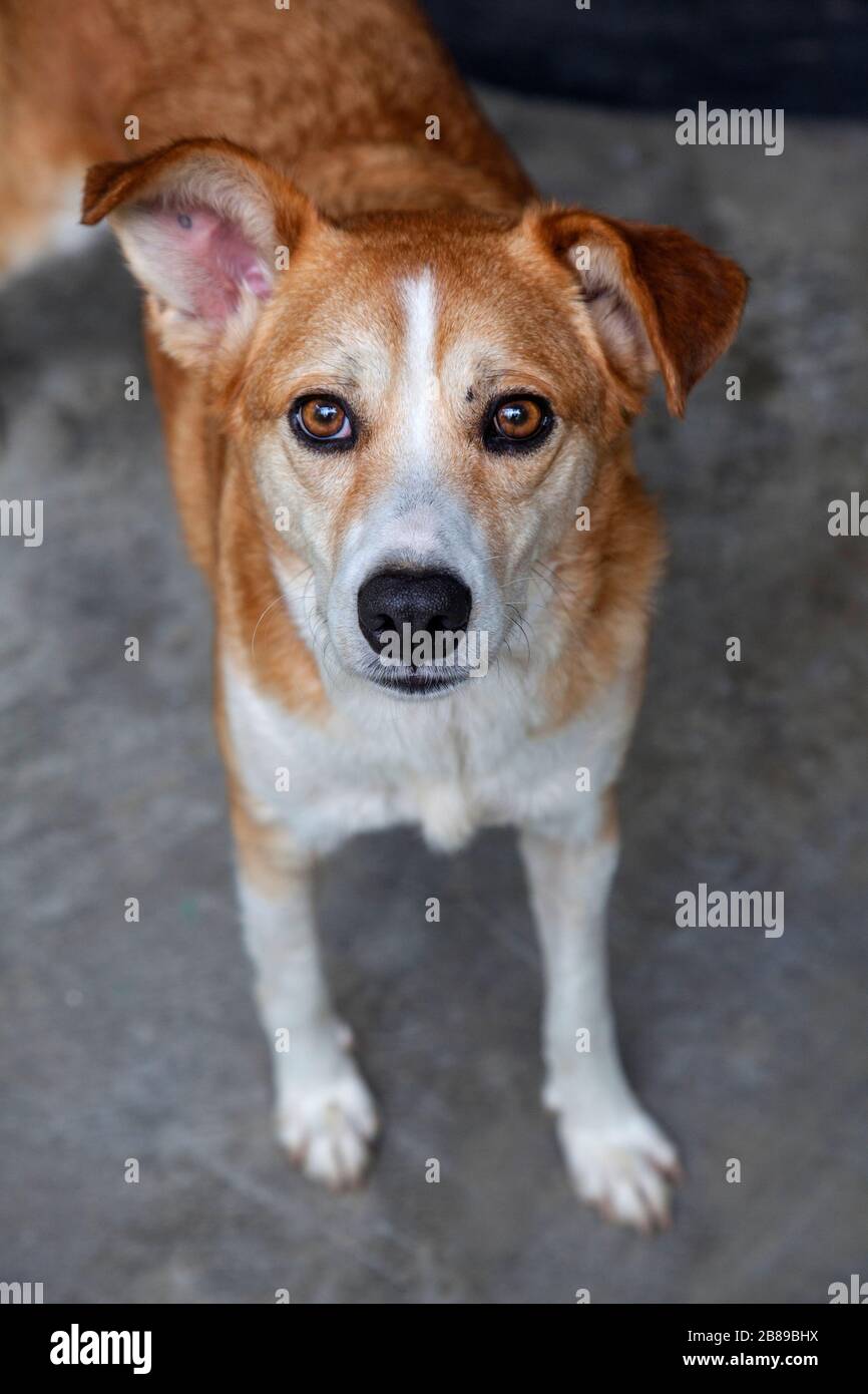Amazon dog, South America Stock Photo - Alamy