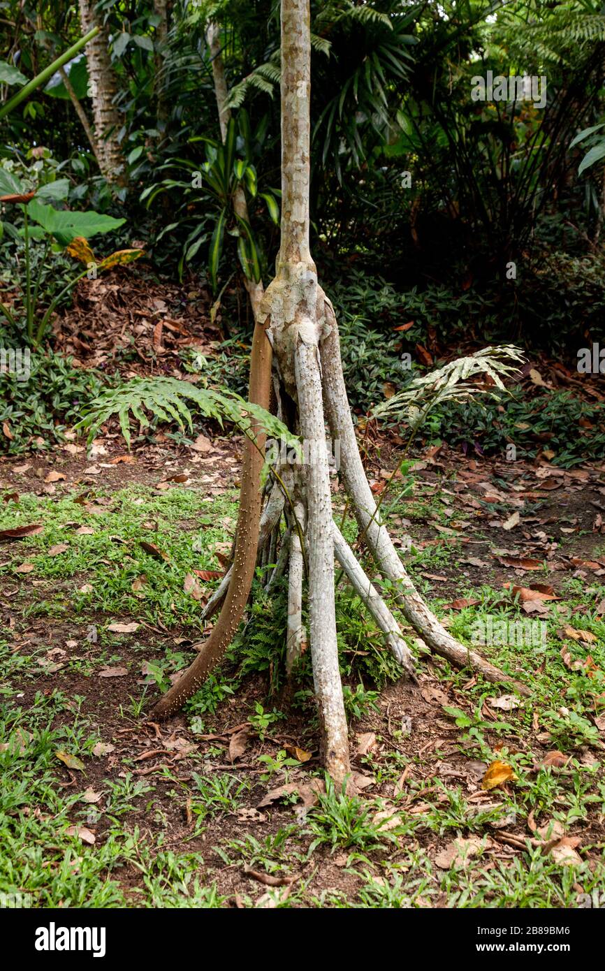 Palm tree with roots hi-res stock photography and images - Alamy