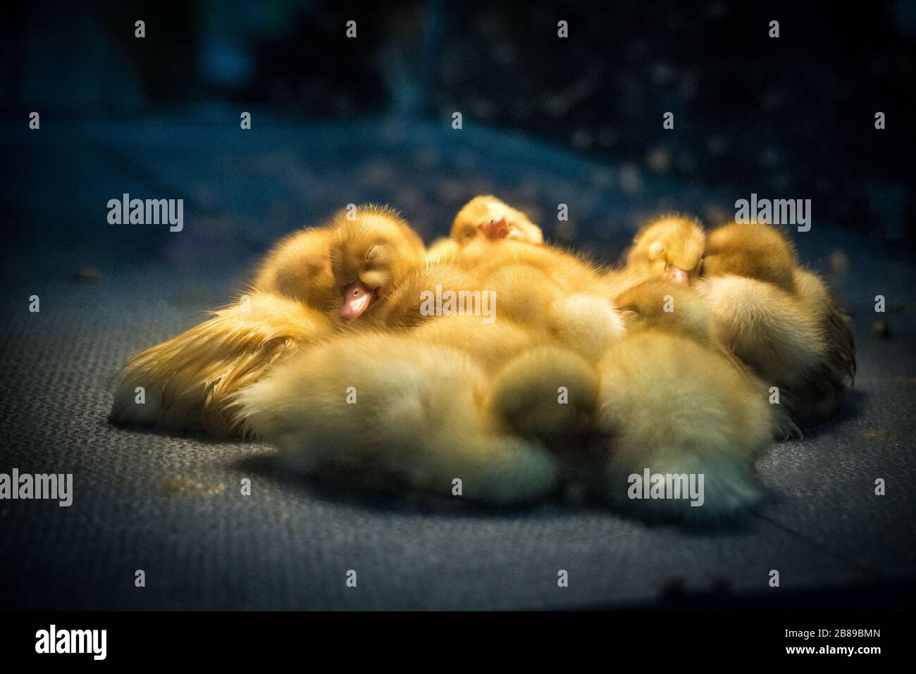 Newly hatched baby chicks. Pa Farm show Stock Photo - Alamy