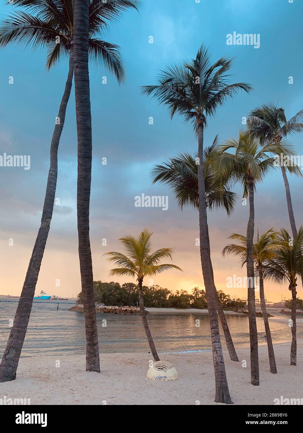 Singapore coconut tree hi-res stock photography and images - Alamy