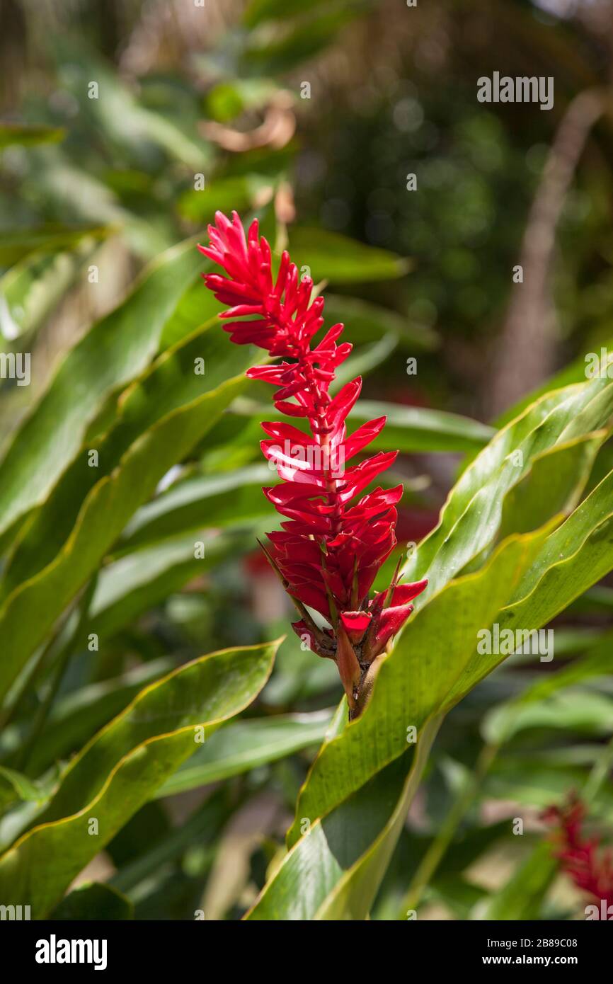 National Flower Of Samoa