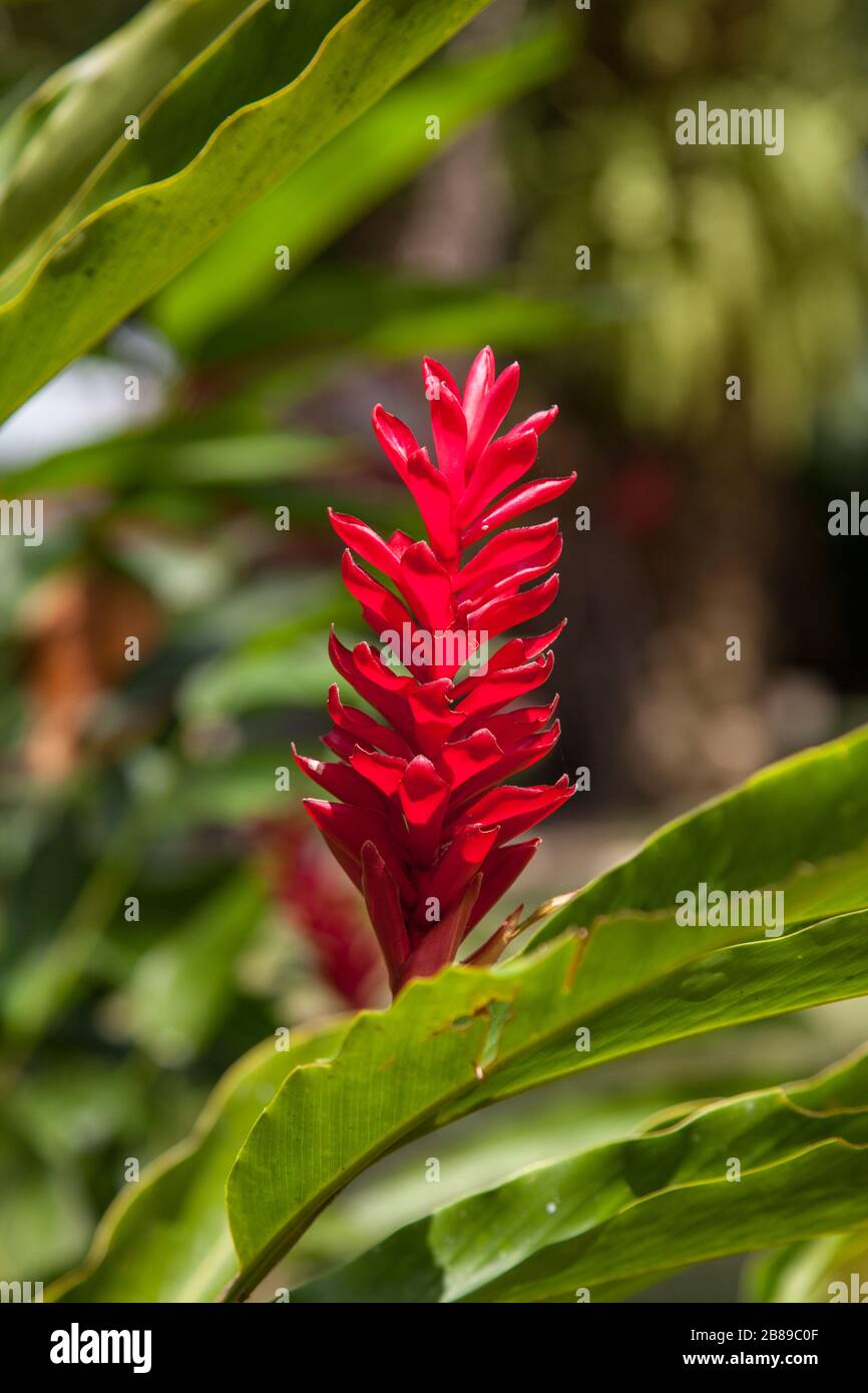 Tropical flowers amazon hi-res stock photography and images - Alamy