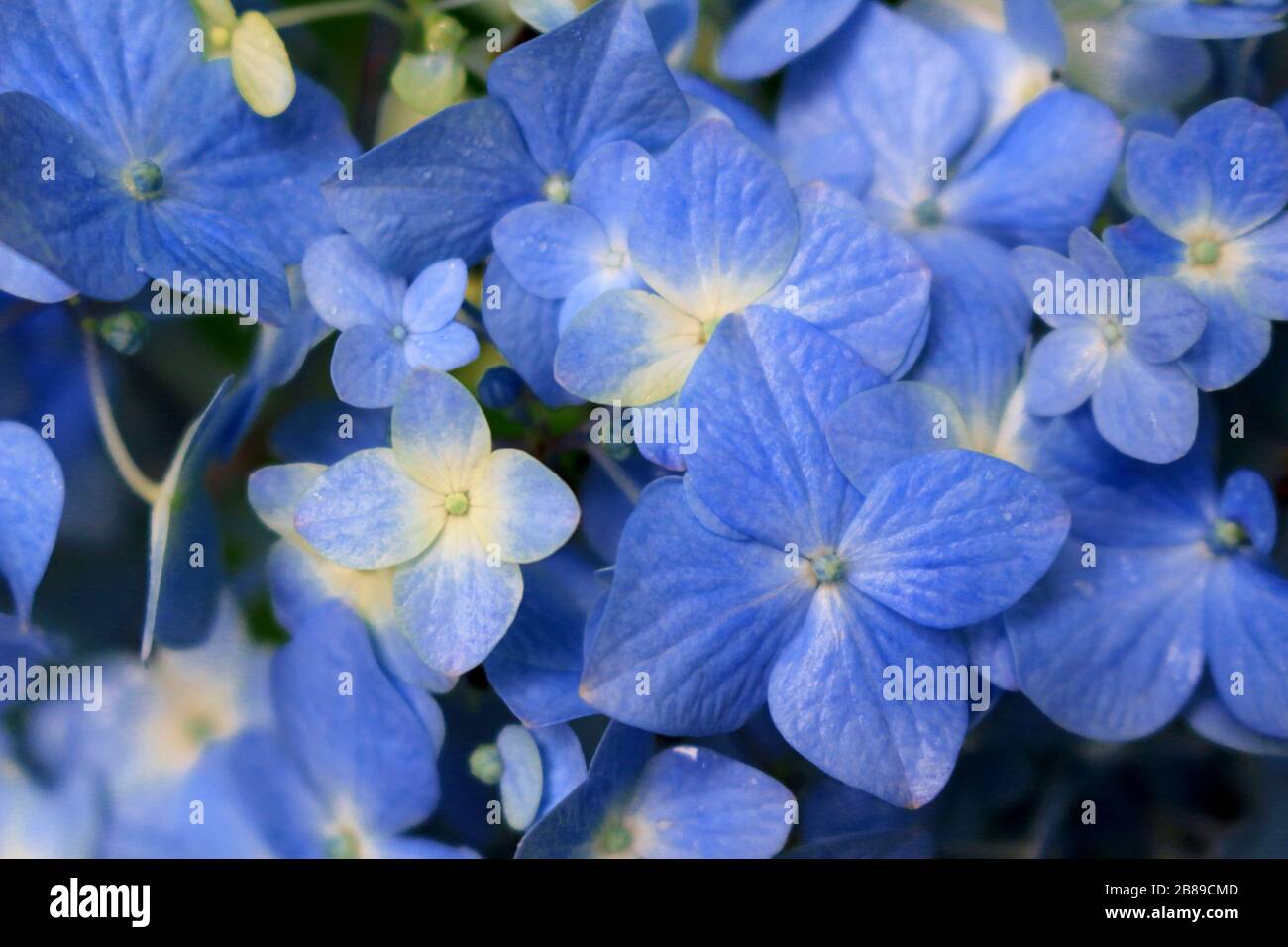 Close up photo of hydrangea flowers with pale ephemeral and pale blue ...
