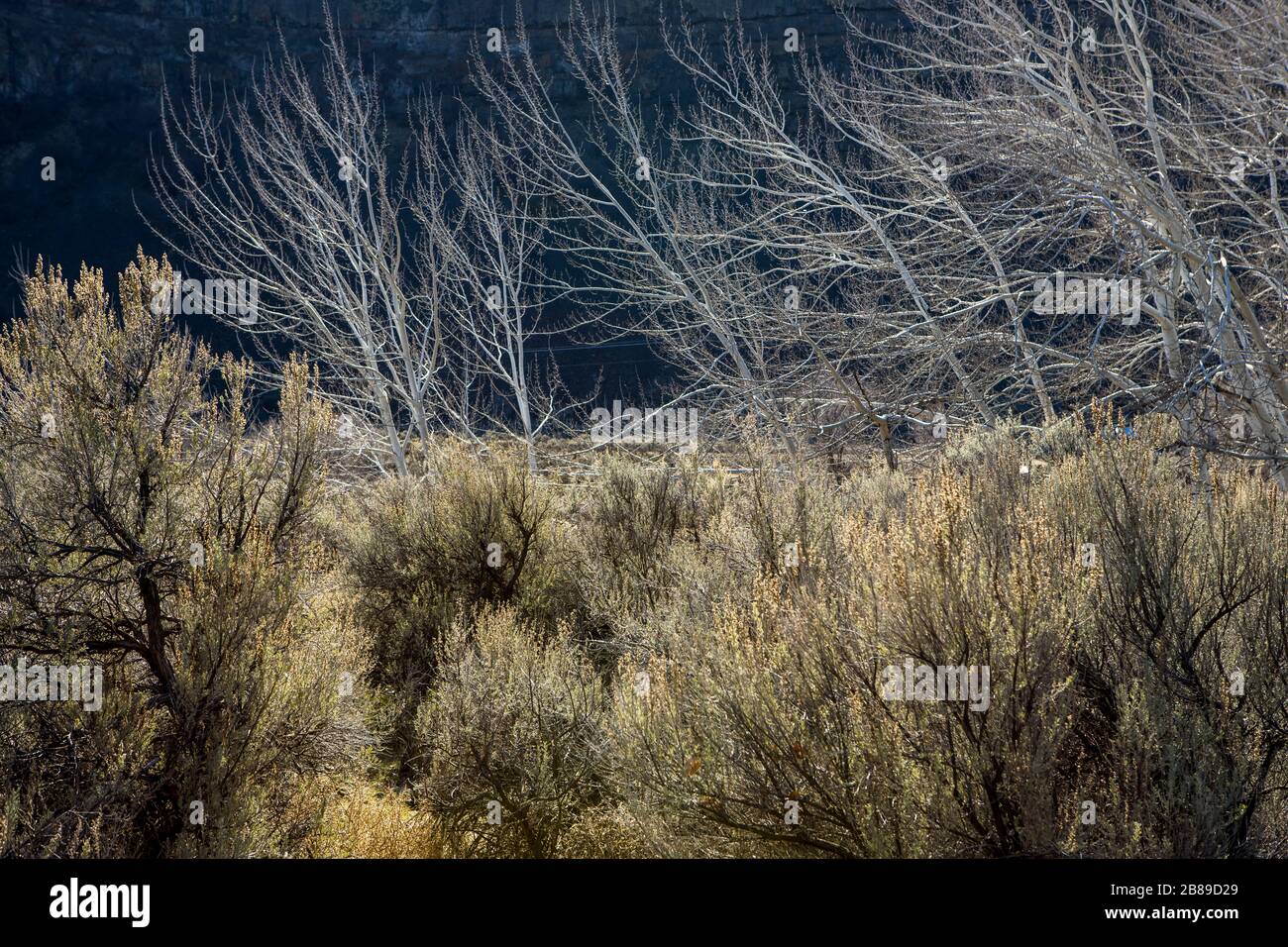 A photograph of leafless white trees and dry brush near Coulee City ...