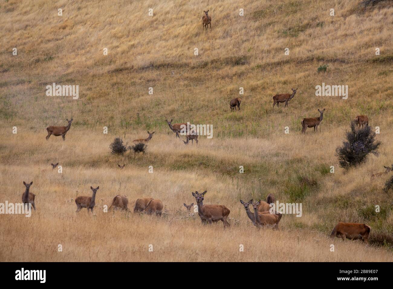 Wild deer in New Zealand Stock Photo - Alamy