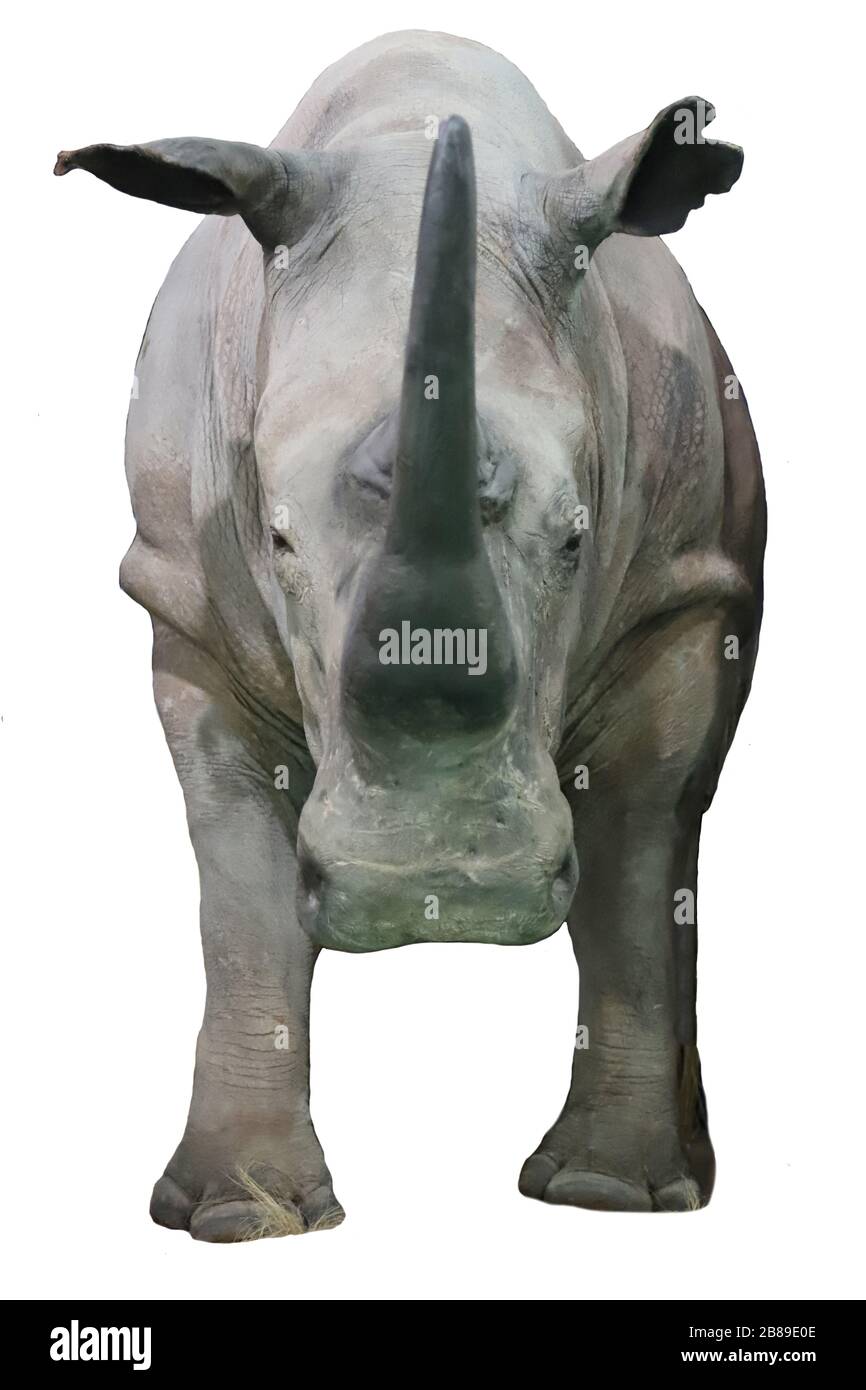 Rhino isolated on white background. Isolated close up view of a white ...
