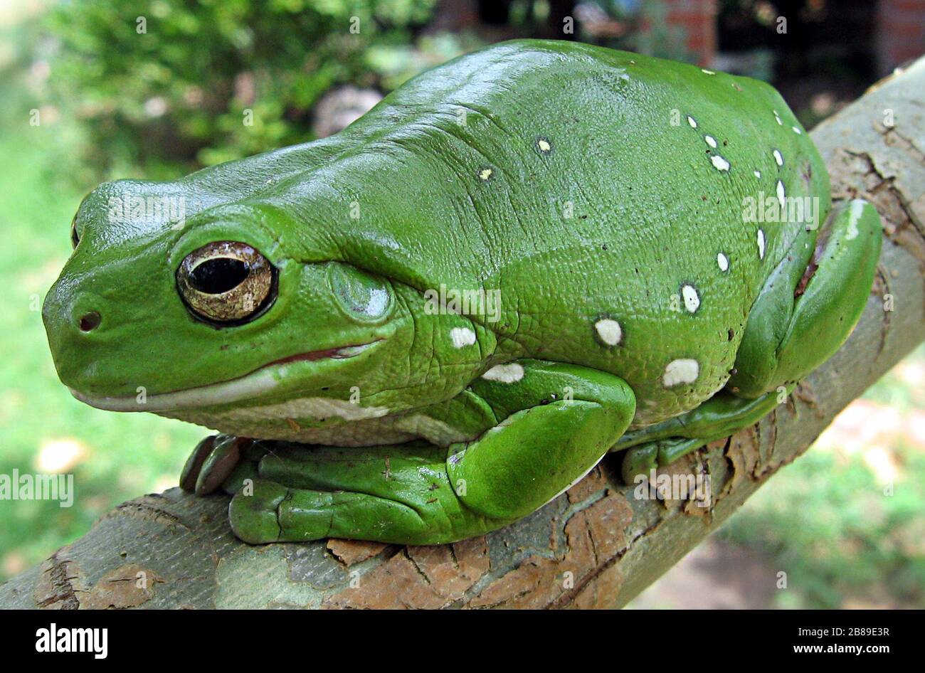Magnificent tree frog hi-res stock photography and images - Alamy