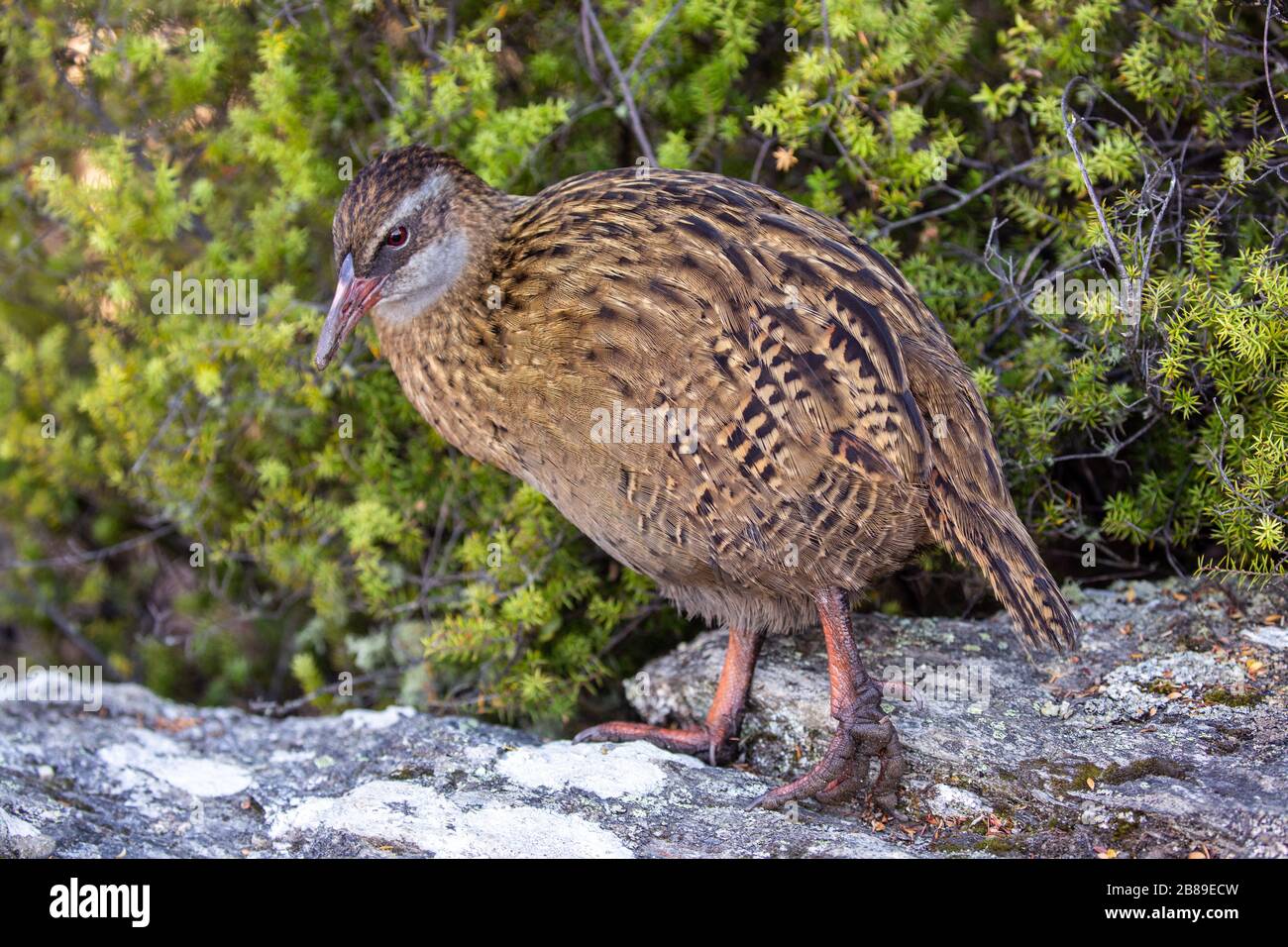 Rare endangered weka in New Zealand Stock Photo - Alamy