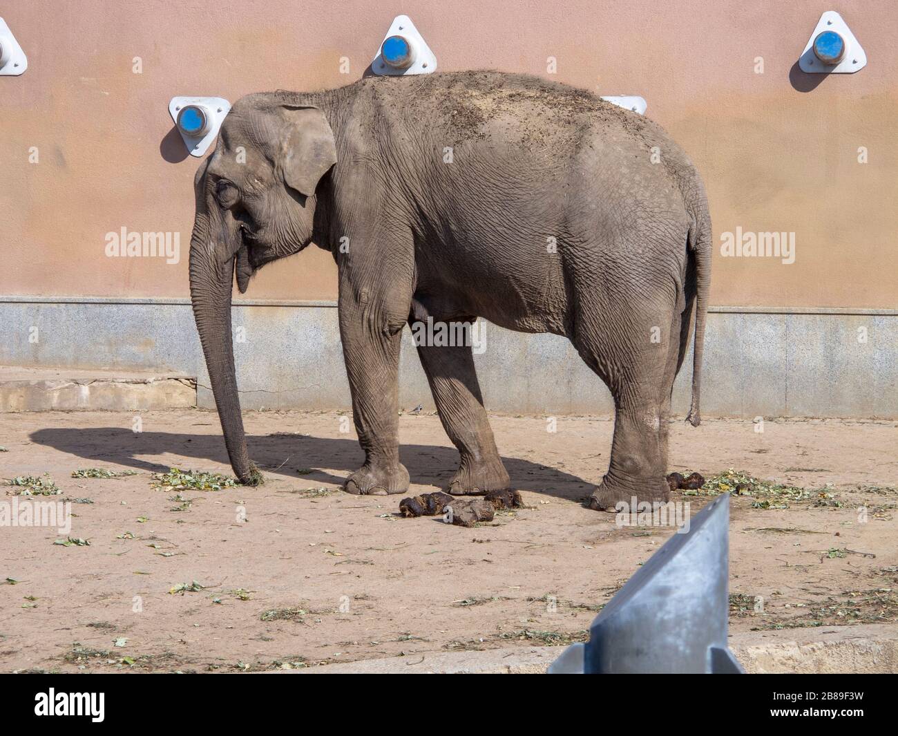 Indian elephant in Moscow Zoo, the Russian Federation Stock Photo - Alamy