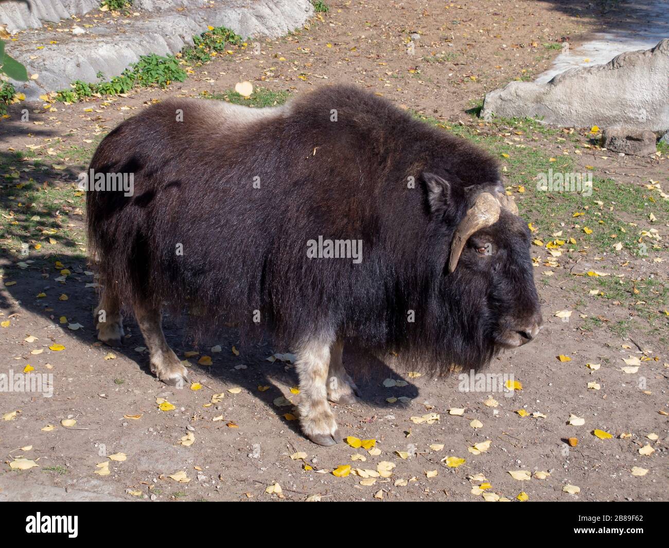 A yak in Moscow Zoo Stock Photo - Alamy