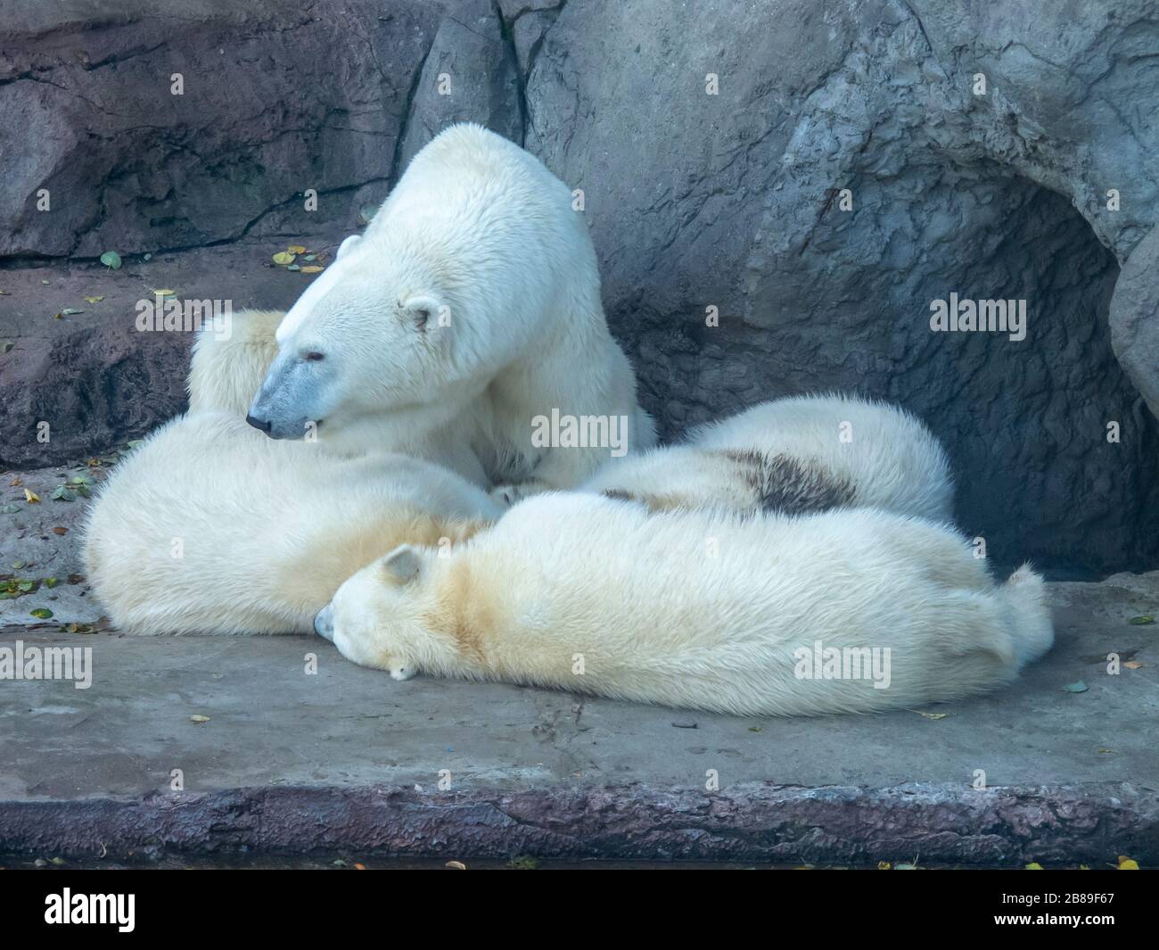 Polar bears in Moscow Zoo Stock Photo - Alamy