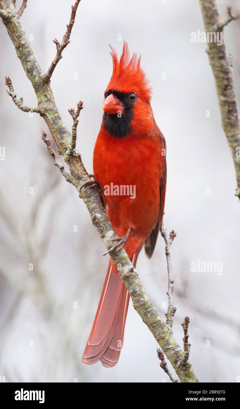 Male northern cardinal perched in hi-res stock photography and images ...