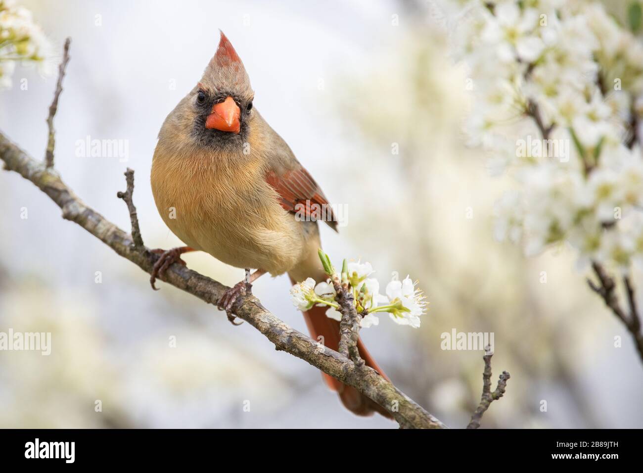 Female northern cardinal hi-res stock photography and images - Alamy