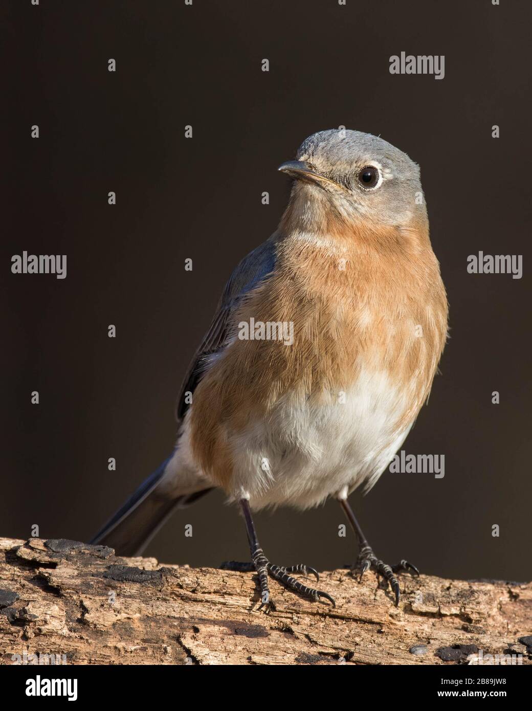 Bluebird perched hi-res stock photography and images - Alamy