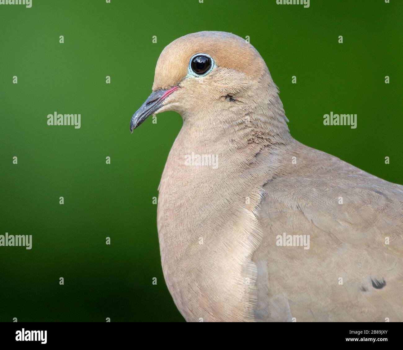 A Mourning Dove Closeup Portrait Stock Photo - Alamy