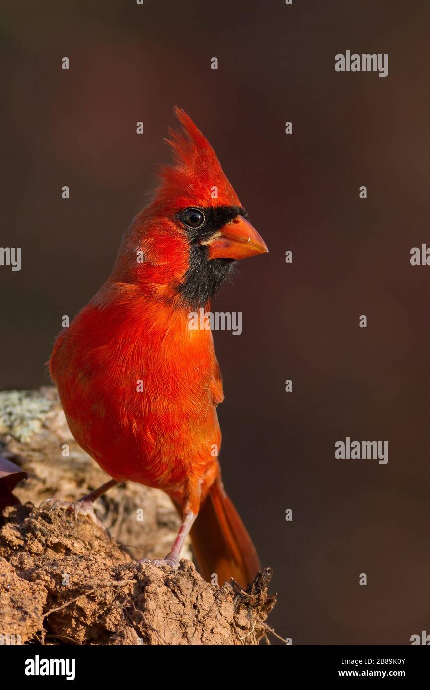 Young male cardinal hi-res stock photography and images - Alamy