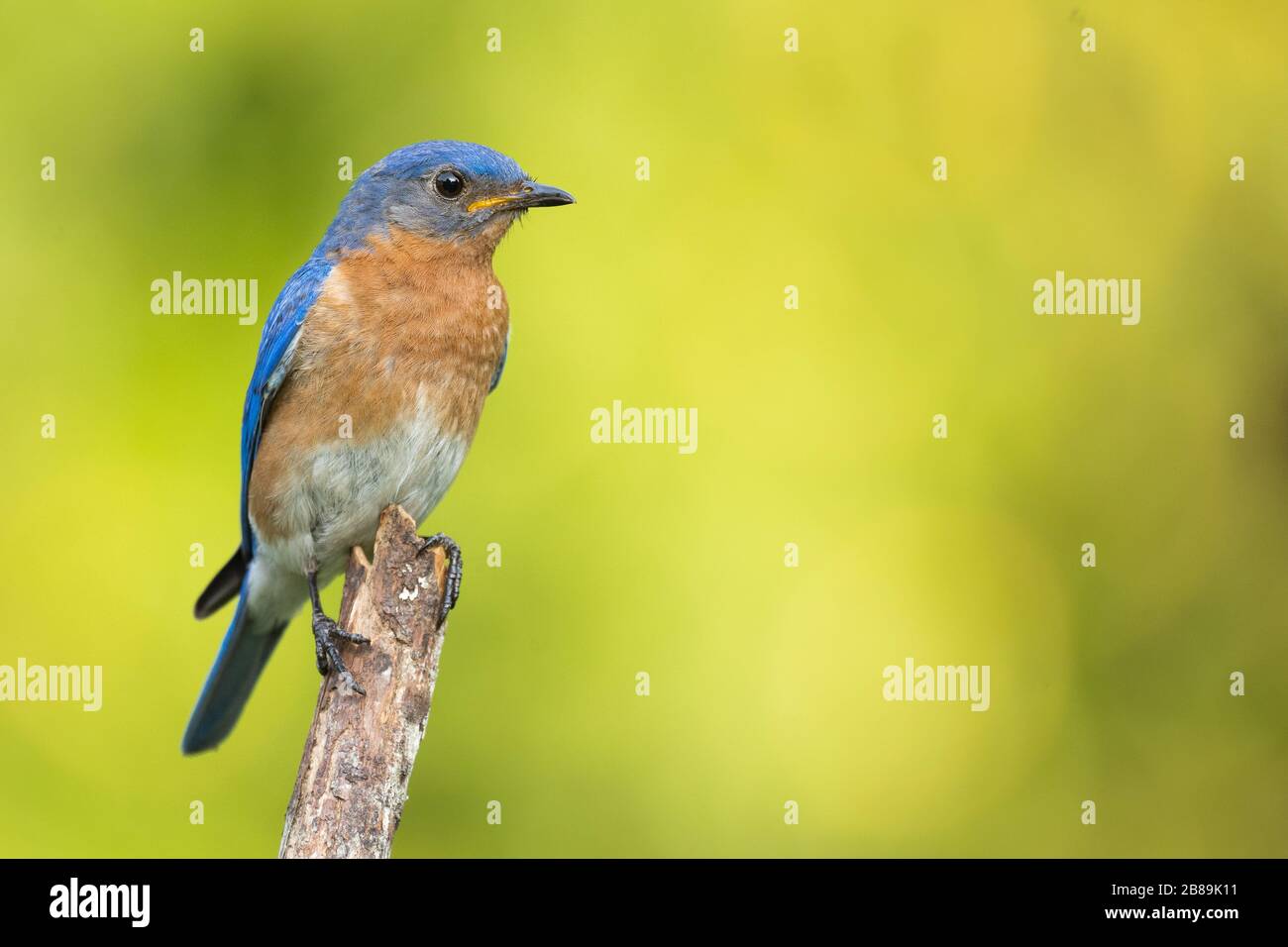 Bluebird in flowers hi-res stock photography and images - Alamy
