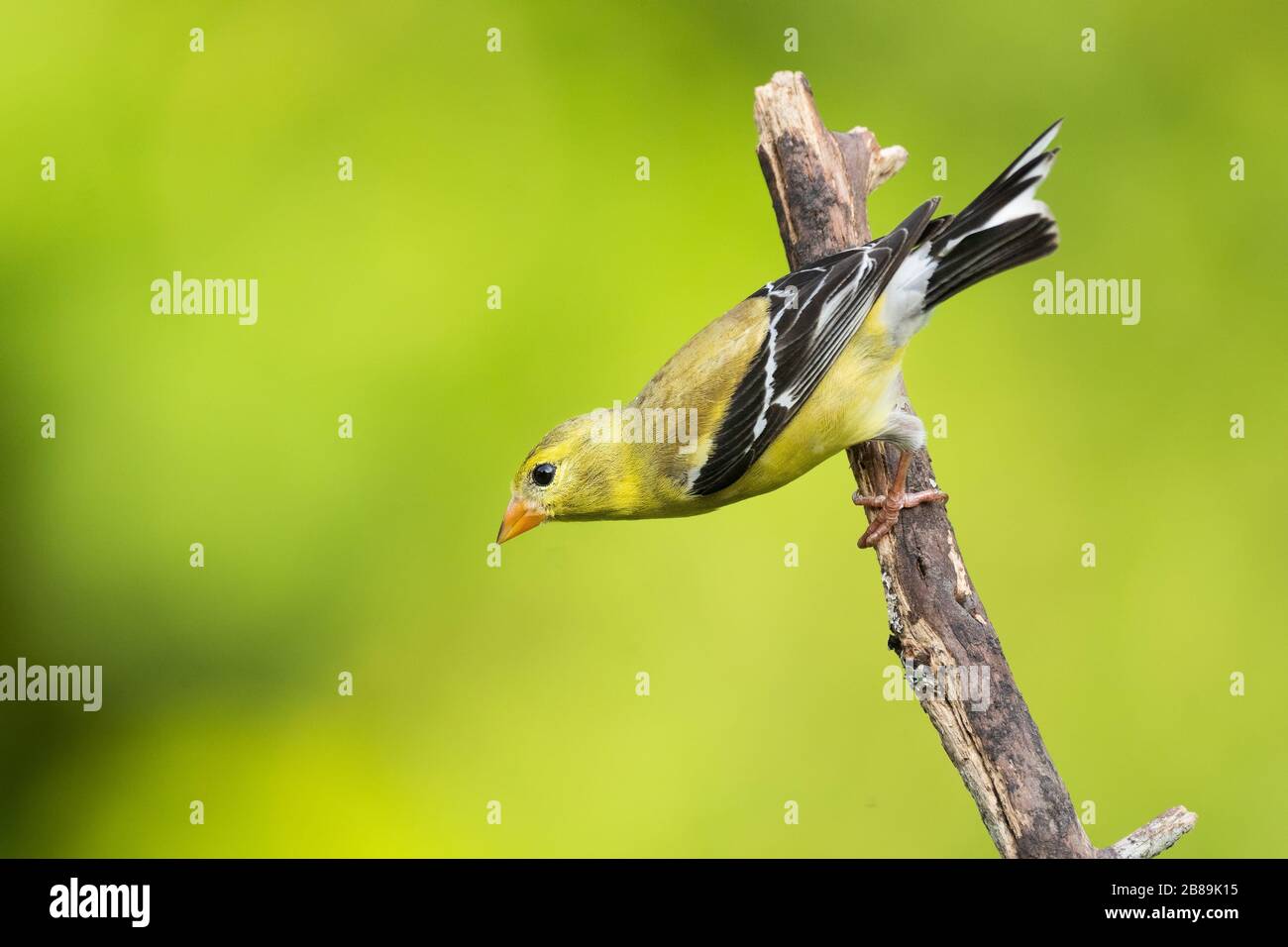 An American Goldfinch Ready to Take Flight Stock Photo - Alamy