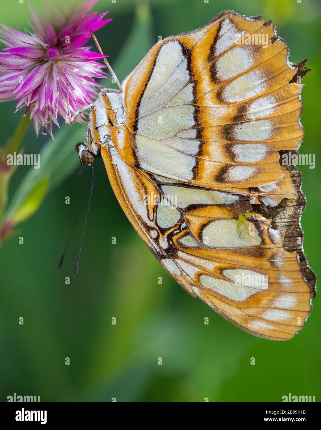 Gathering insects hi-res stock photography and images - Alamy